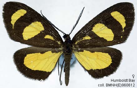 Papua Insects Foundation (Lepidoptera/Geometridae(Ennominae)/Ctimene ...